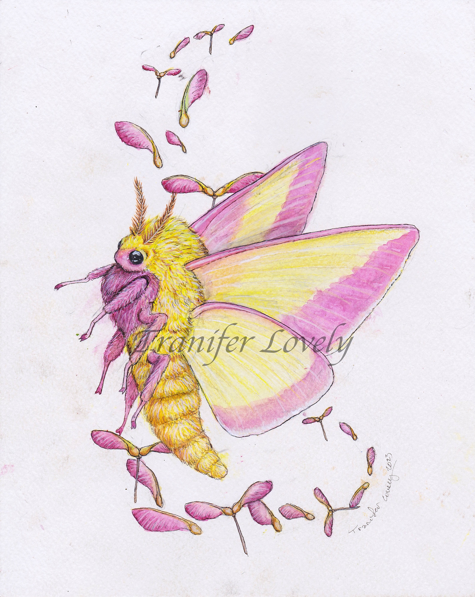 Rosy Maple Moth Art Print Watercolor Painting Nature Wall - Etsy