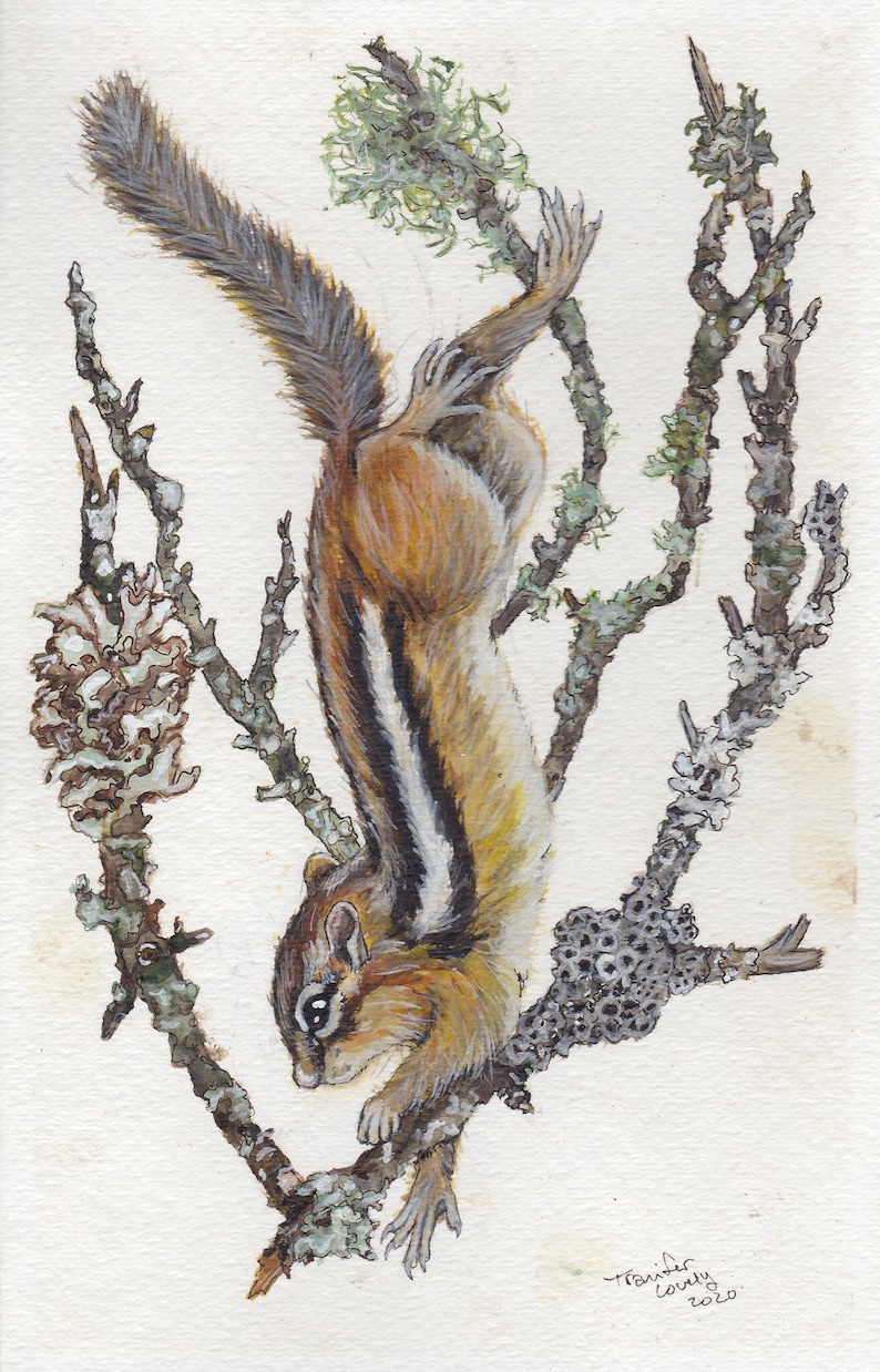 Chipmunk Print Chipmunk Watercolor Chipmunk Wall Art - Etsy