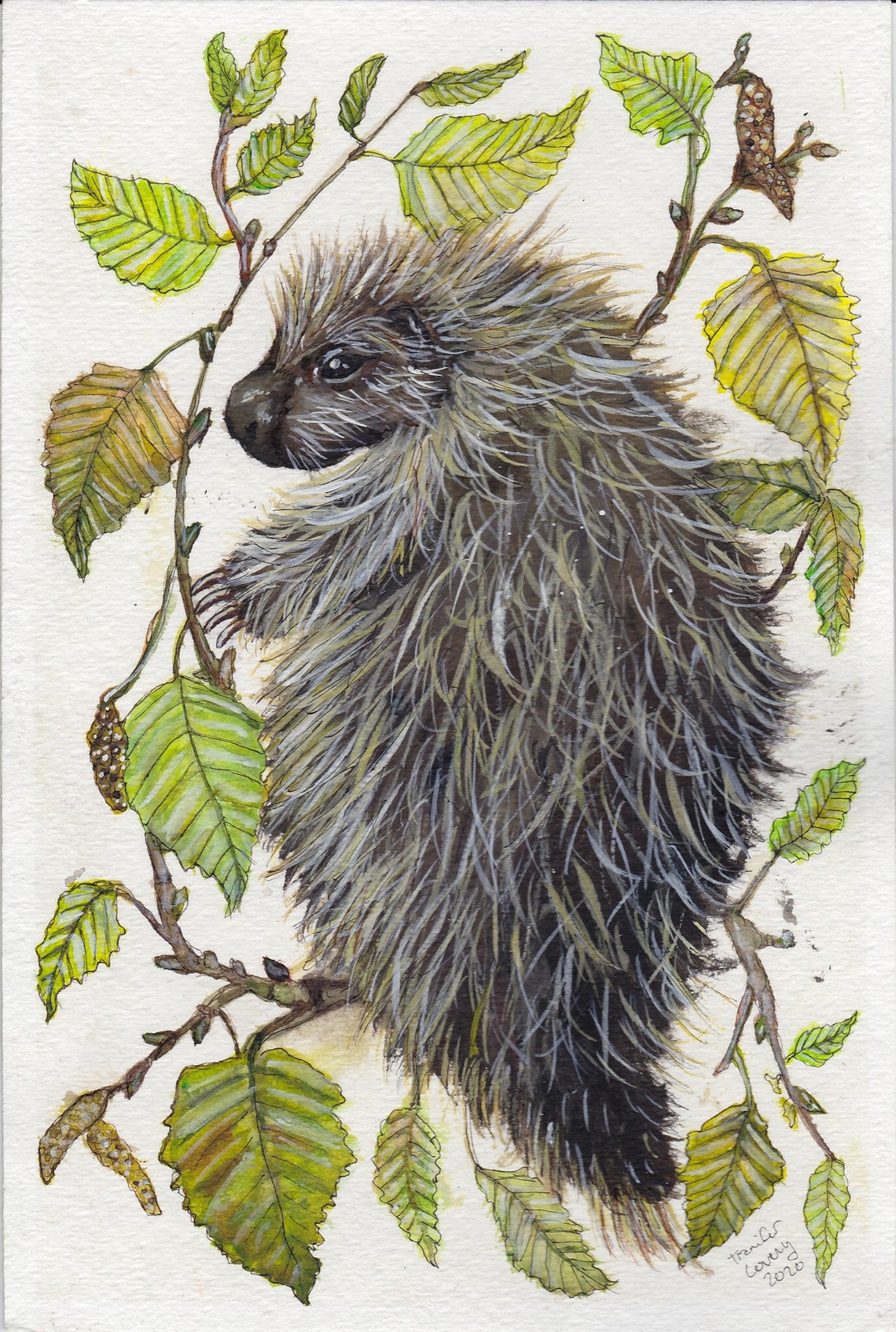 Porcupine Print Porcupine Watercolor Porcupine Art Print | Etsy
