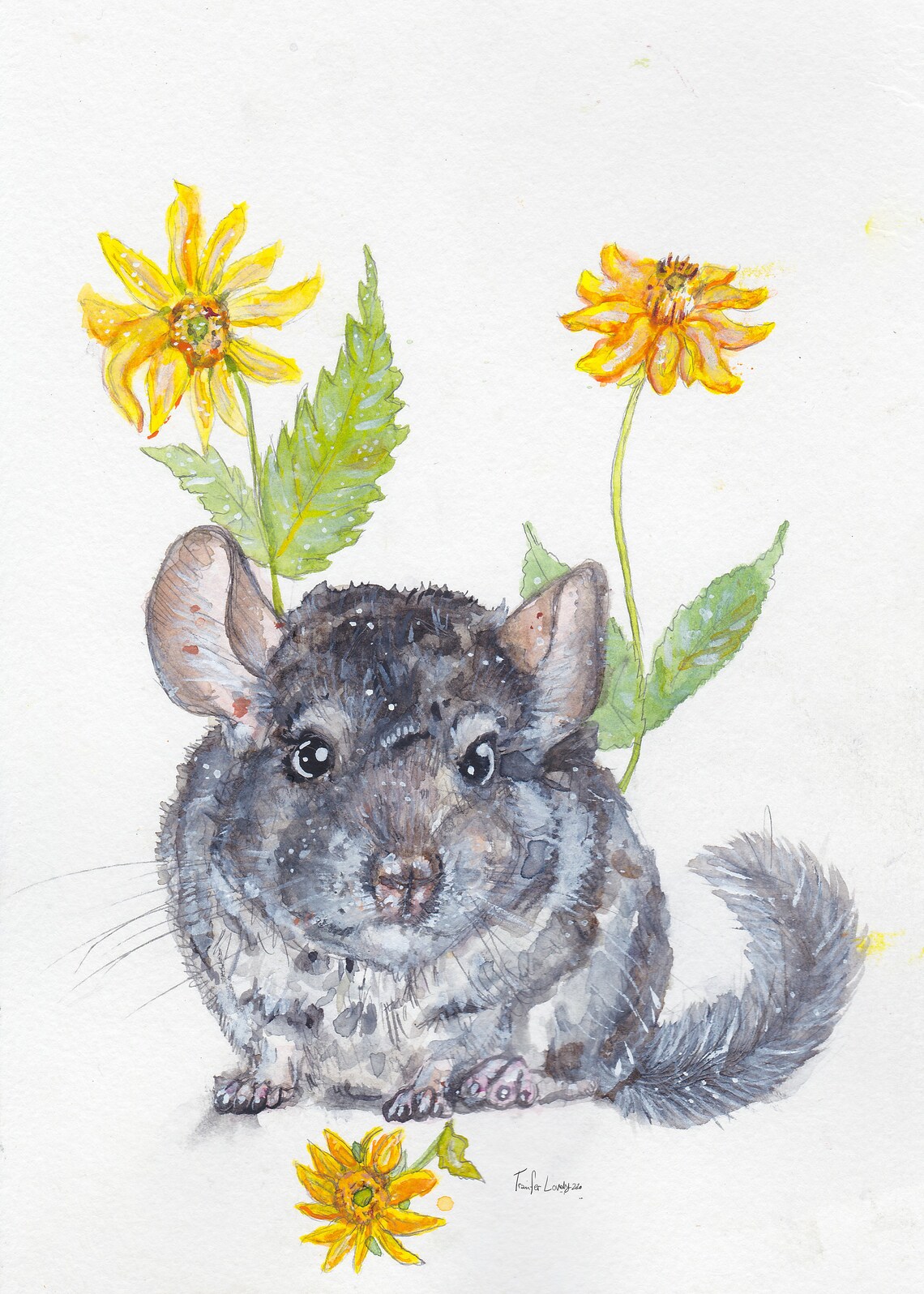 Chinchilla Print, Art Prints, Watercolor Painting, Chinchilla Art ...