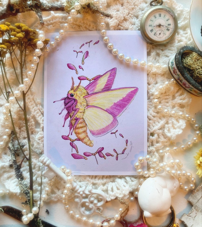 Rosy Maple Moth Art Print, Watercolor Painting, Nature Wall Art, Nature ...