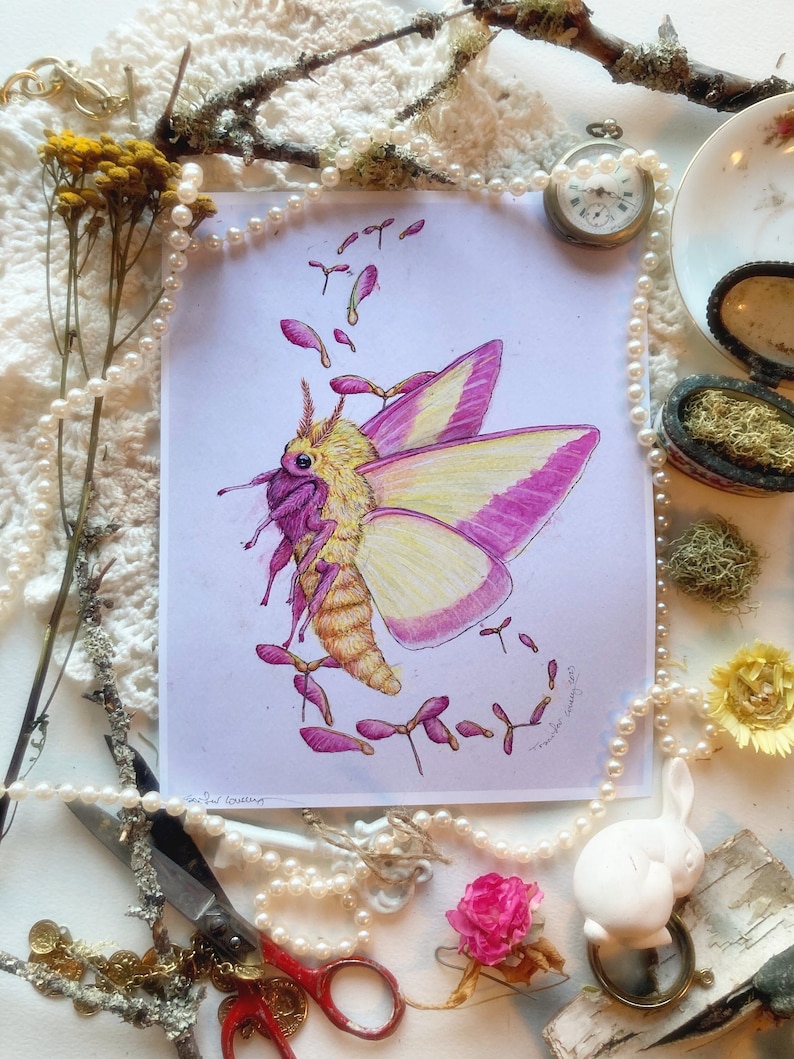 Rosy Maple Moth Art Print, Watercolor Painting, Nature Wall Art, Nature ...
