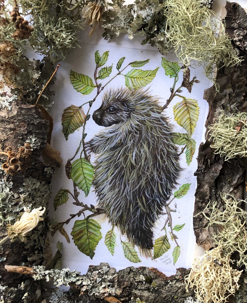 Porcupine Print Porcupine Watercolor Porcupine Art Print - Etsy