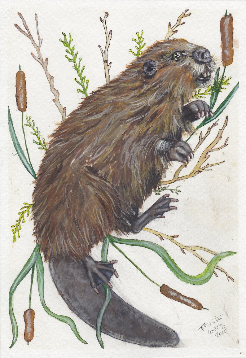 Beaver Print Beaver Watercolor Wildlife Art Print Woodland | Etsy