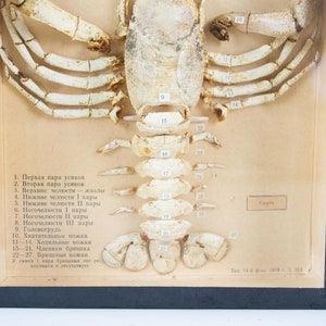 Vintage Crayfish Skeleton Model, Educational School Model 70s, Witchy ...