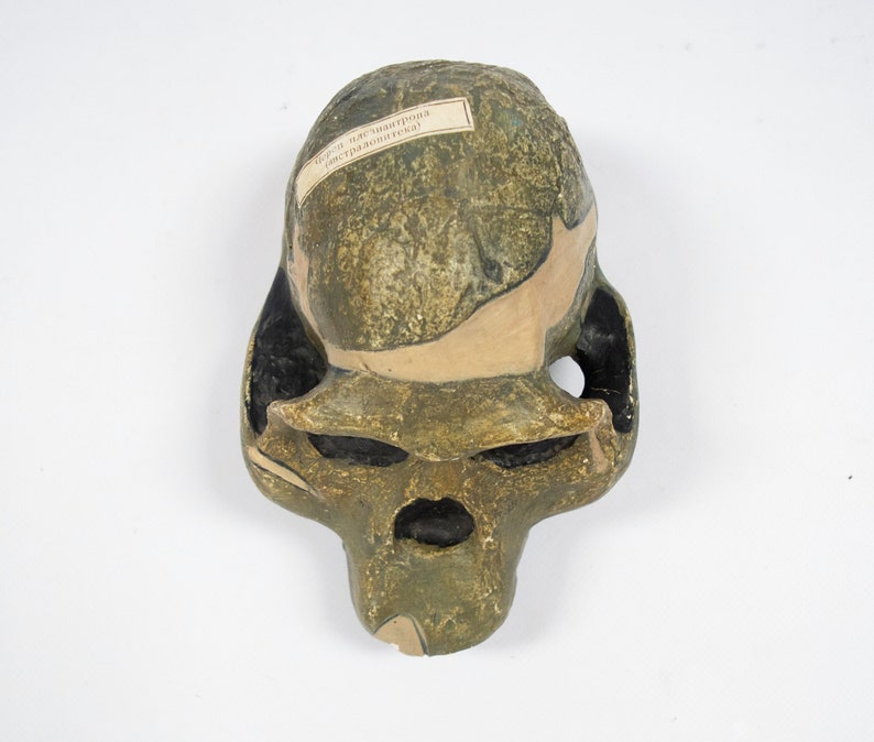 Australopithecus Africanus. mrs. Ples Skull - Etsy