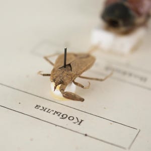 Vintage Beetle Skeleton, Vintage Insect Skeleton, Vintage Herbarium ...