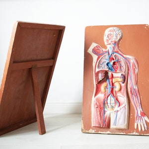 Vintage Human Anatomy Models. Antique Science Model - Etsy