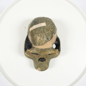 Australopithecus Africanus. mrs. Ples Skull Replica. Vintage Anatomical ...