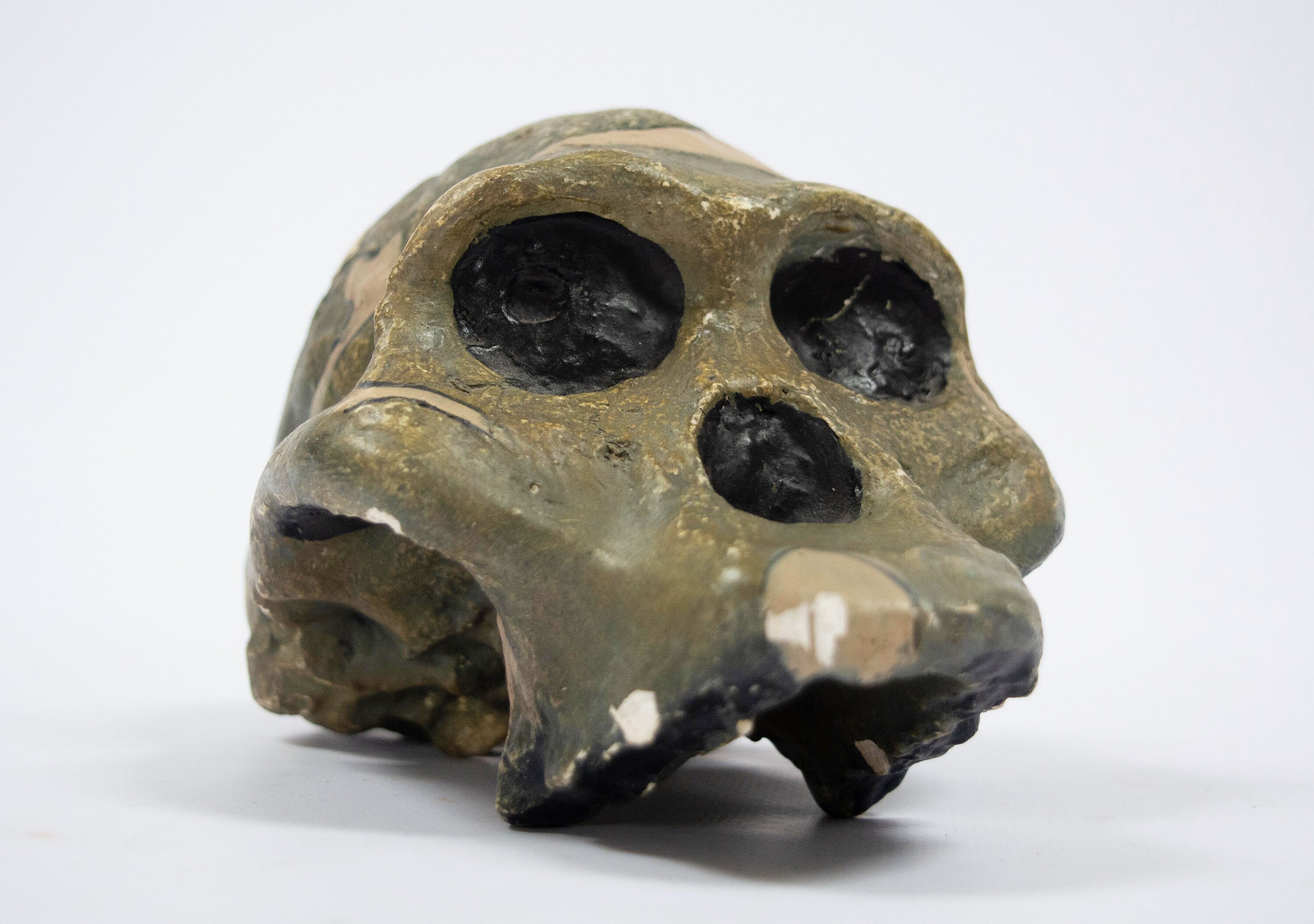 Australopithecus Africanus. mrs. Ples Skull - Etsy