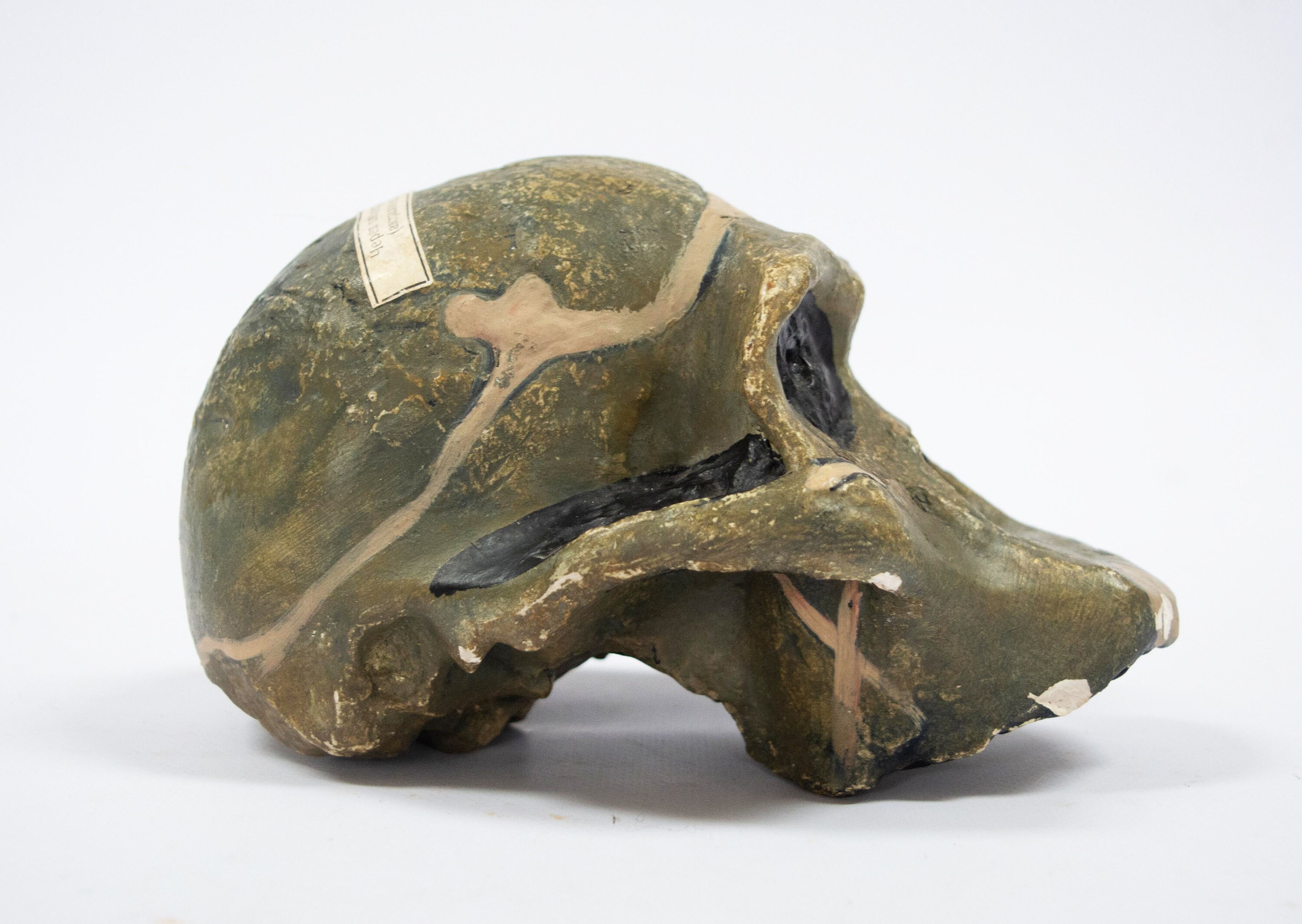 Australopithecus Africanus. mrs. Ples Skull - Etsy