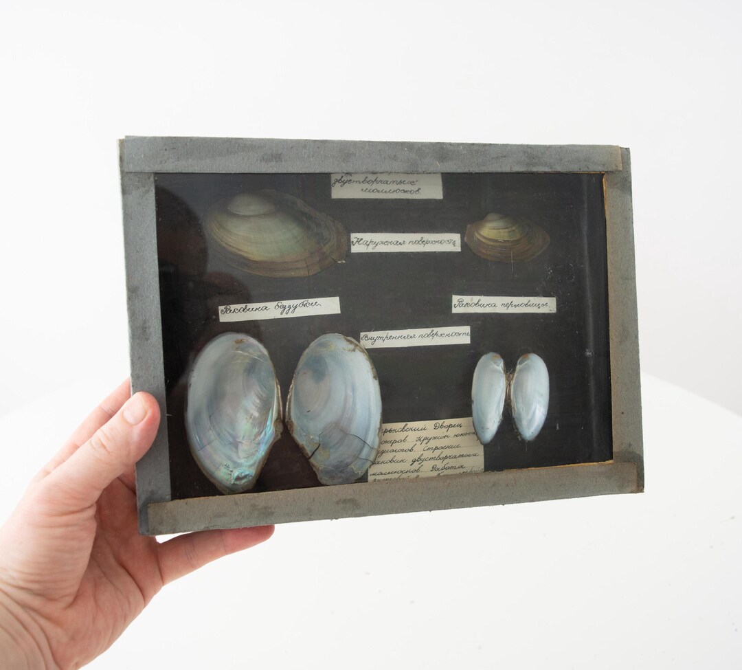 Vintage School Educational Wall Box. Vintage Mussels Model. Vintage ...