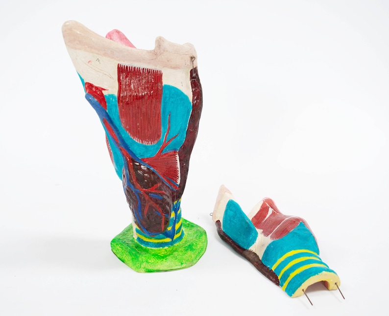 Vintage Anatomical Larynx Model. 1970s Anatomy. Human Larynx - Etsy