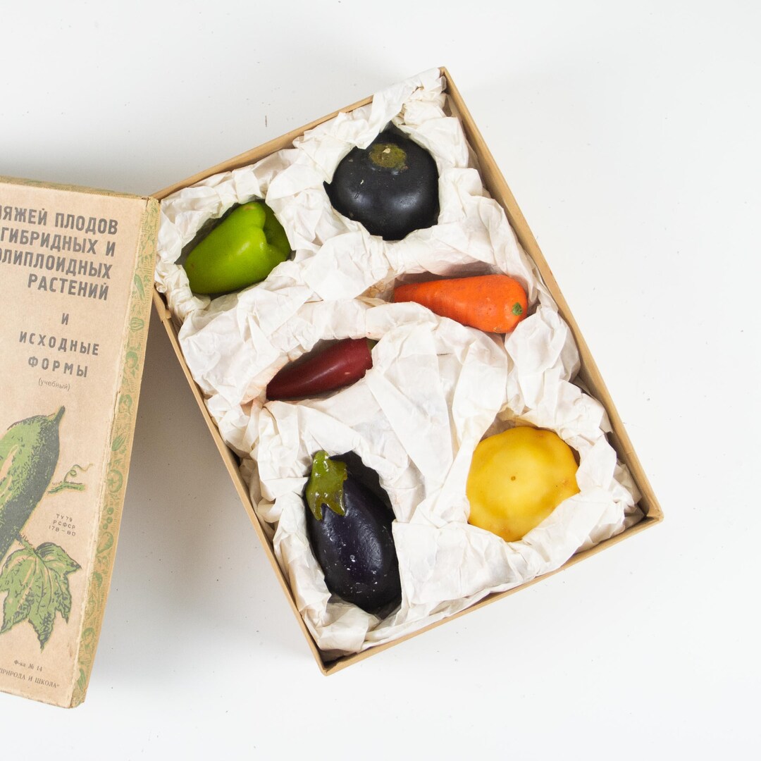 Vintage Wax Vegetable Models: Didactic Set in Original Box - Etsy