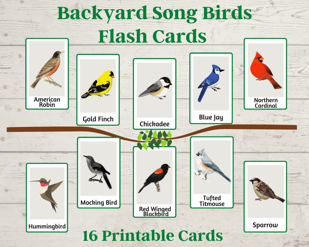 Backyard Song Birds Flashcards: Homeschool Printable (digital Download ...