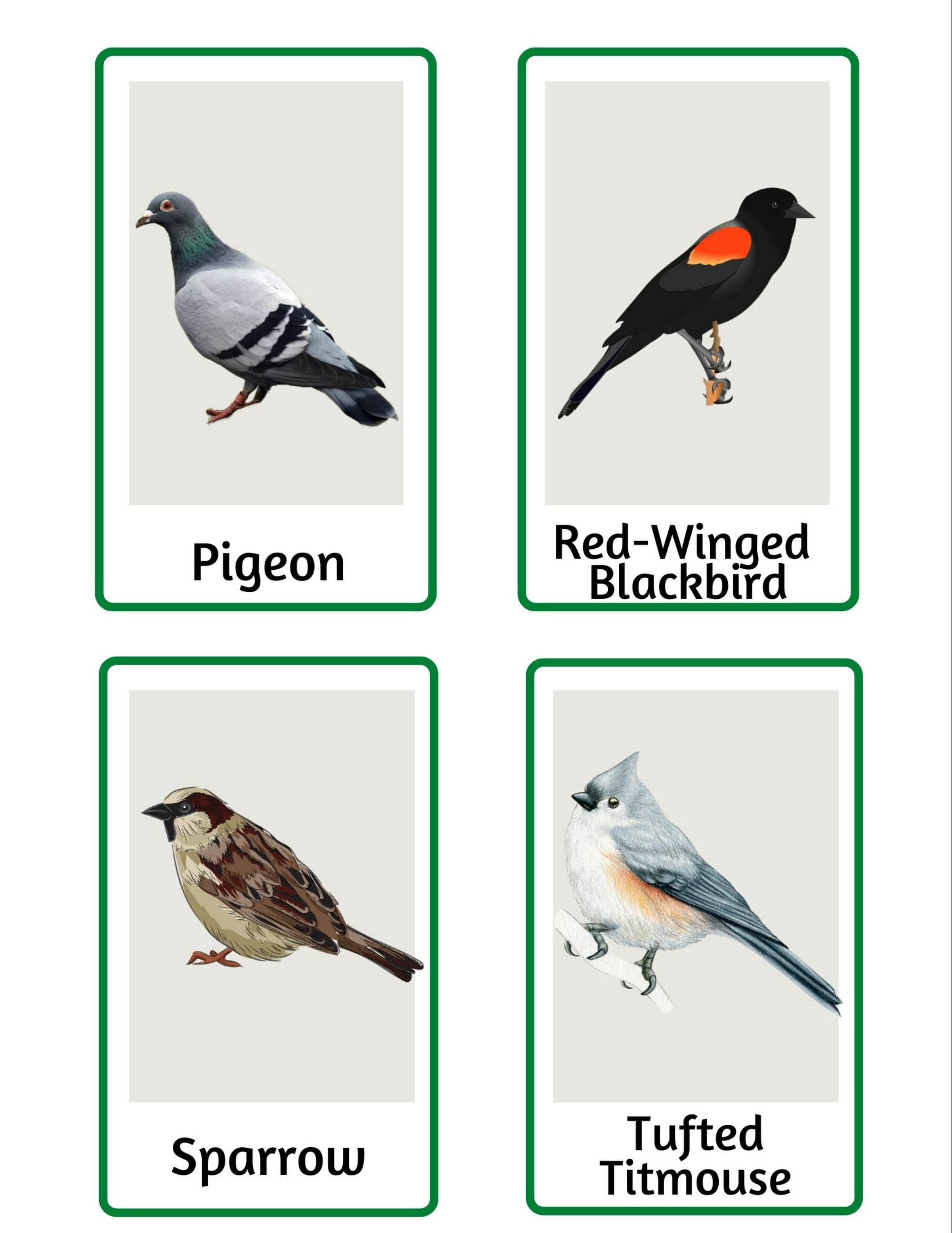 Backyard Song Birds Flashcards: Homeschool Printable (digital Download ...