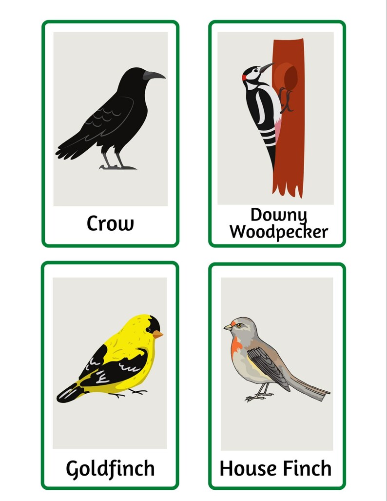 Backyard Song Birds Flashcards: Homeschool Printable (digital Download ...