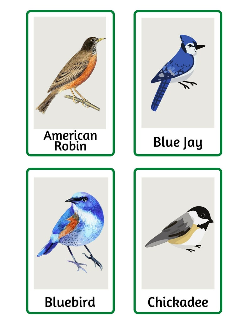 Backyard and Garden Birds Digital Download Flashcards for Kids ...