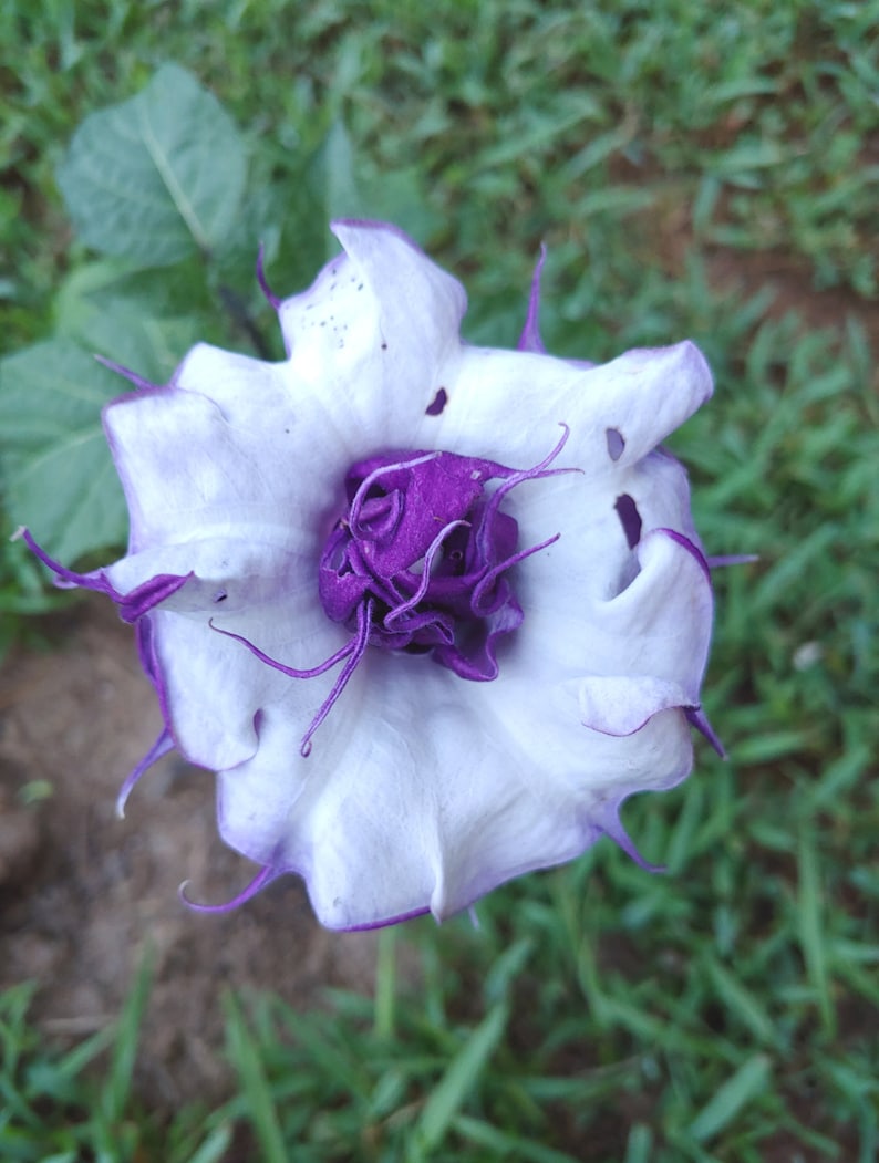 Purple Double Bloom Trumpet Seeds AKA Datura 10 Seeds - Etsy