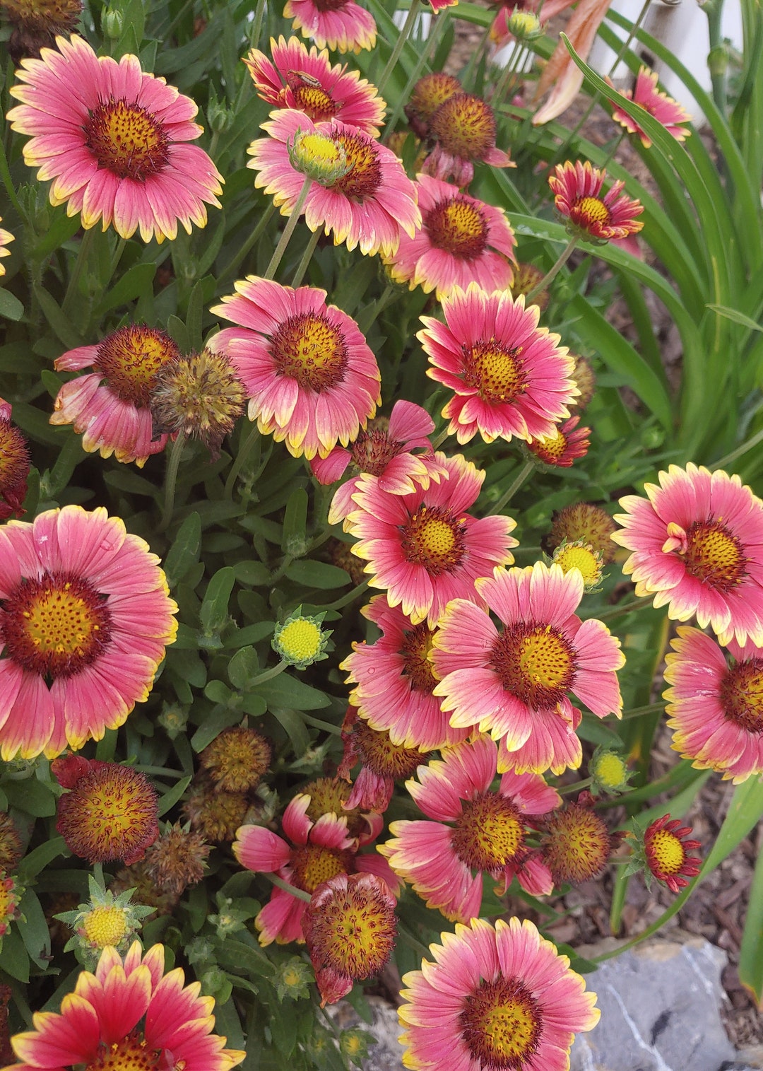Sunset Snappy Blanket Flower Perennial Seeds - Etsy
