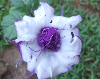 Purple Double Bloom Trumpet Seeds AKA Datura 10 Seeds - Etsy