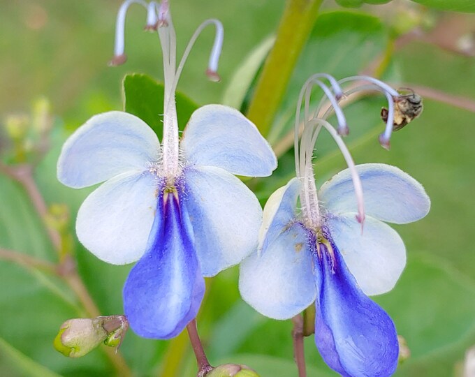 Blue Butterfly Bush Starter Plant - Etsy