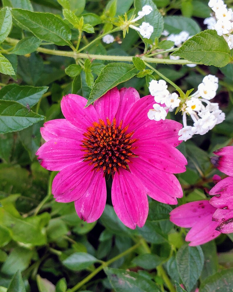 Echinacea Raspberry Sherbert Hot Pink Coneflower Flower - Etsy