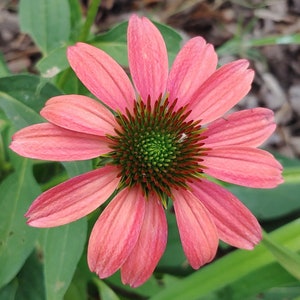 Echinacea Coral Craze Coneflower Flower - Etsy