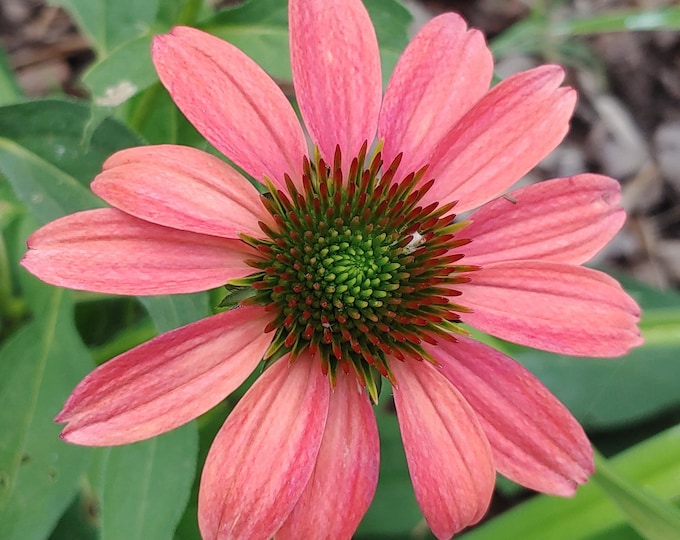 Echinacea, " Coral Craze" Coneflower, Flower Seeds,native Seeds - Etsy