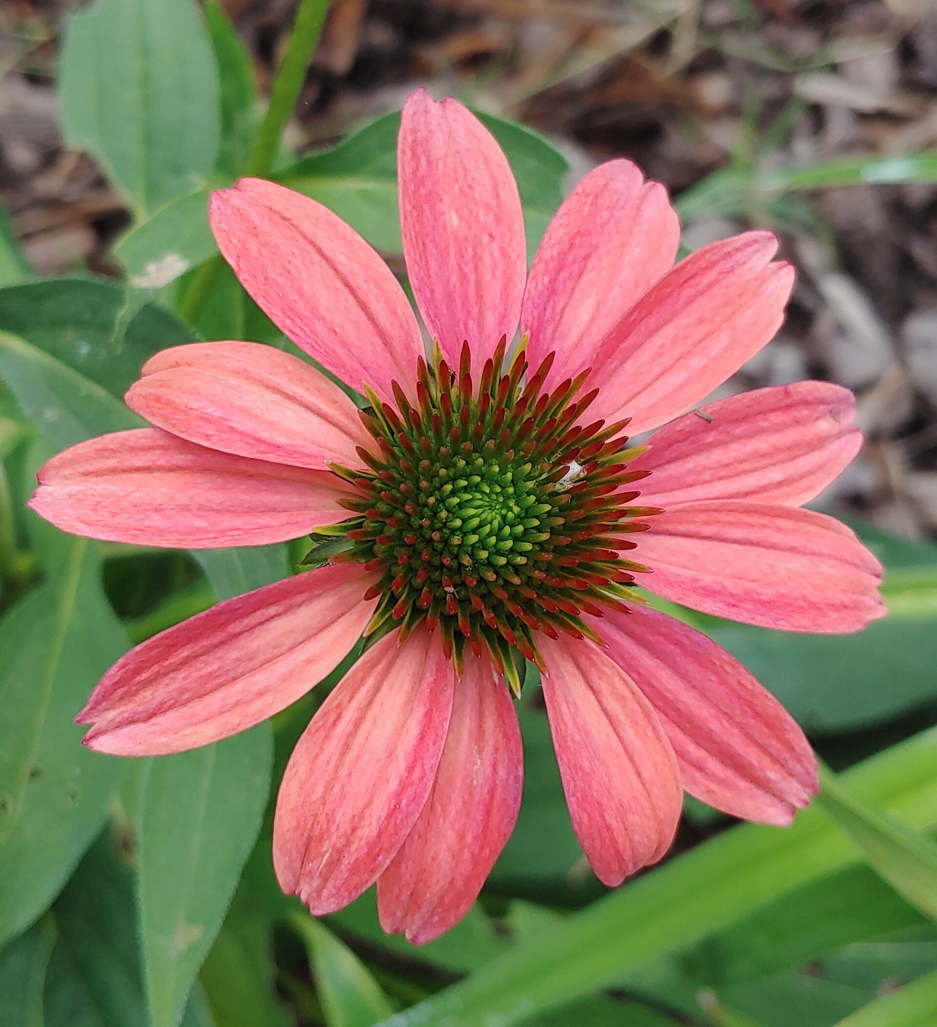 Echinacea Coral Craze Coneflower Flower | Etsy