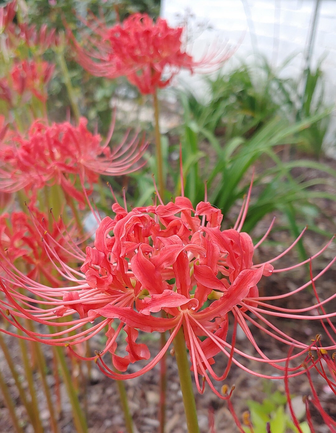 Lycoris Red Surprise Lillies/ Spider Lily/ Resurrection Lily Bulbs - Etsy