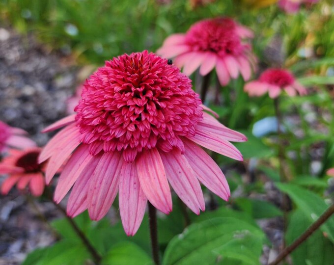 Echinacea, " Raspberry Truffle" Coneflower, Flower Seeds,native Seeds ...