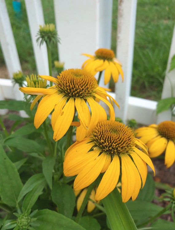 Yellow Coneflower