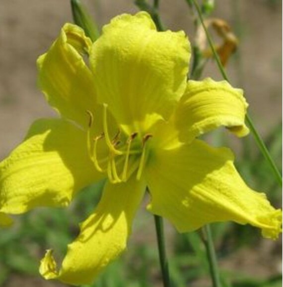 Home & Living Daylily Itsy Bitsy Spider Bareroot Outdoor & Gardening ...
