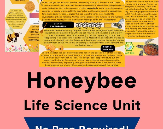 Honeybee Science Printable | How Honey & Beeswax Are Made | Life ...