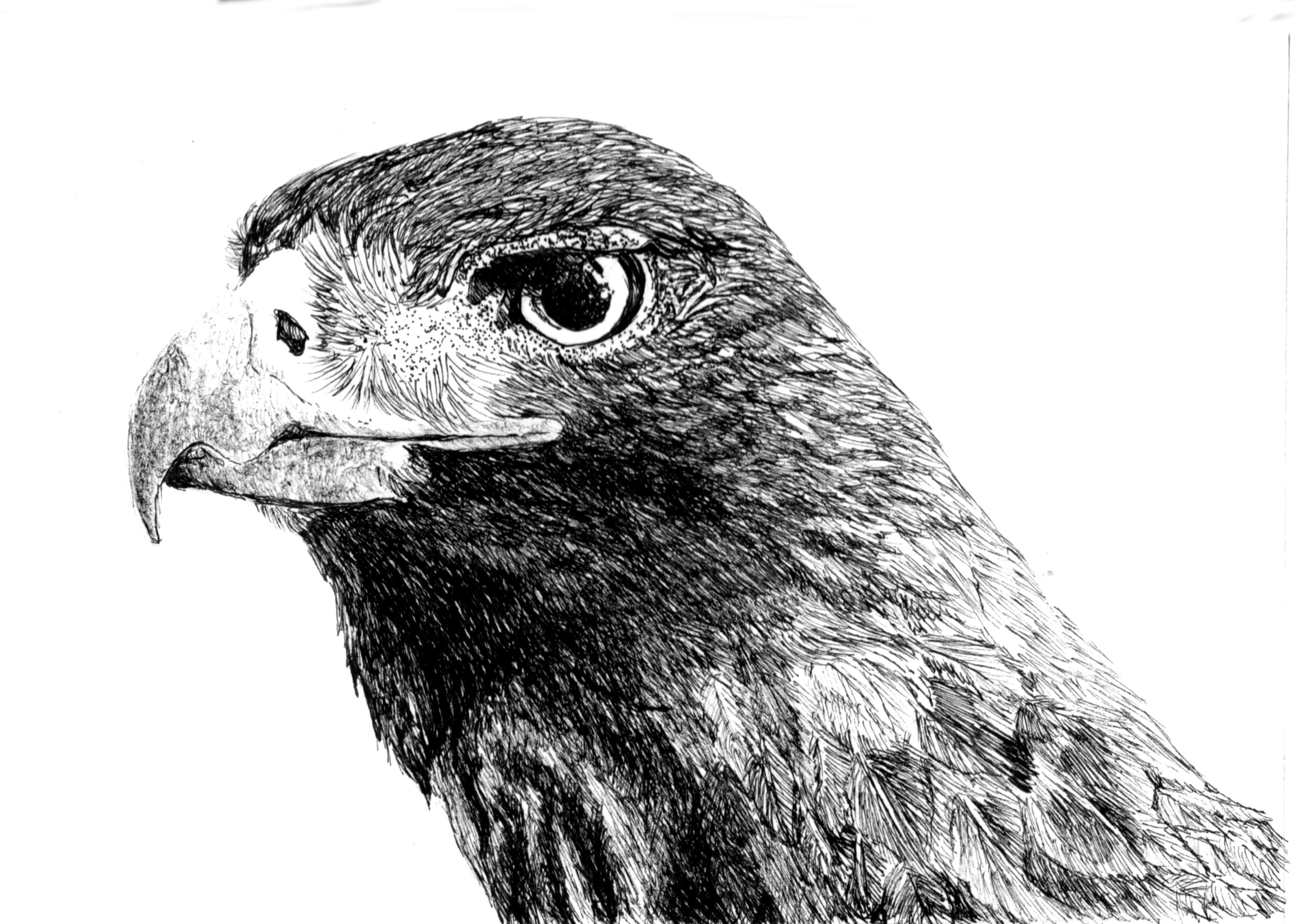 Harris Hawk 5x7 Print - Etsy