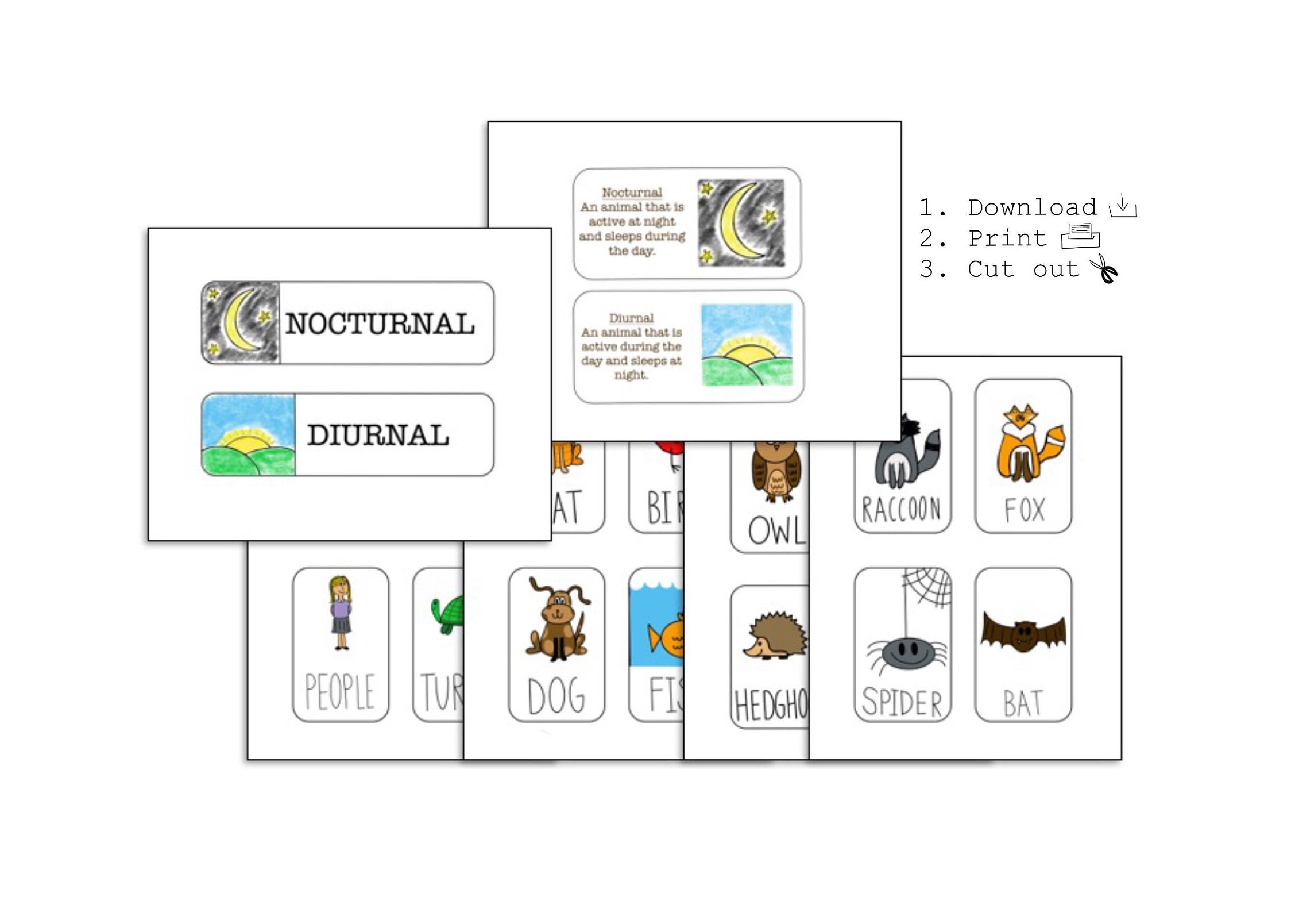 Nocturnal and Diurnal Lesson Plan - Etsy