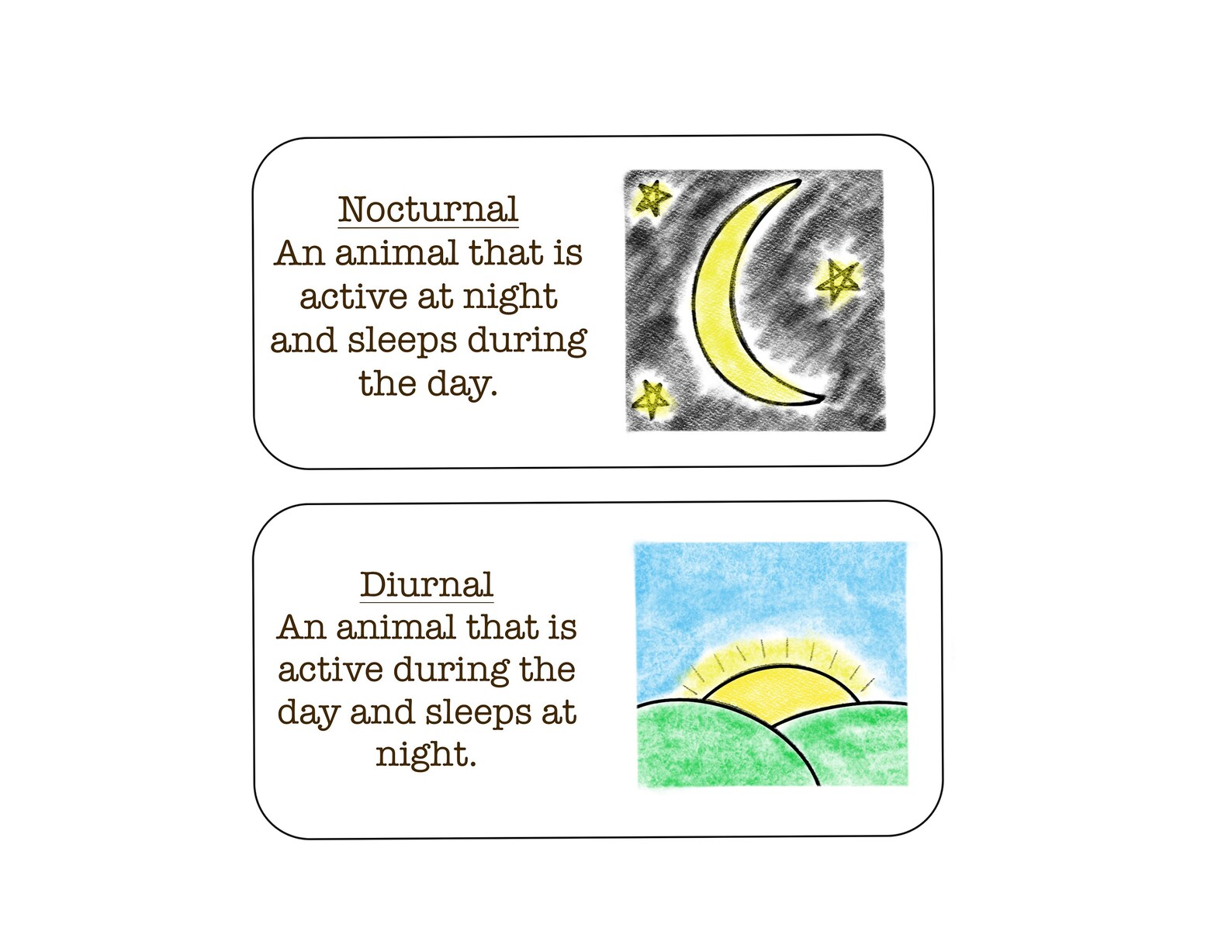 Nocturnal and Diurnal Lesson Plan - Etsy