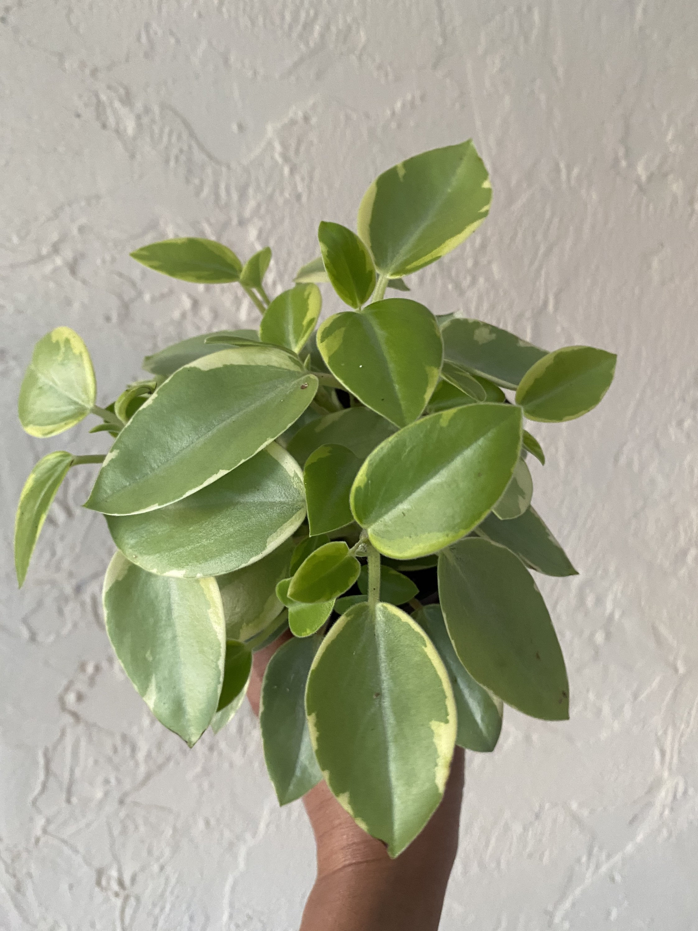 Variegated Teardrop Peperomia Beautiful Live Potted Plant & | Etsy