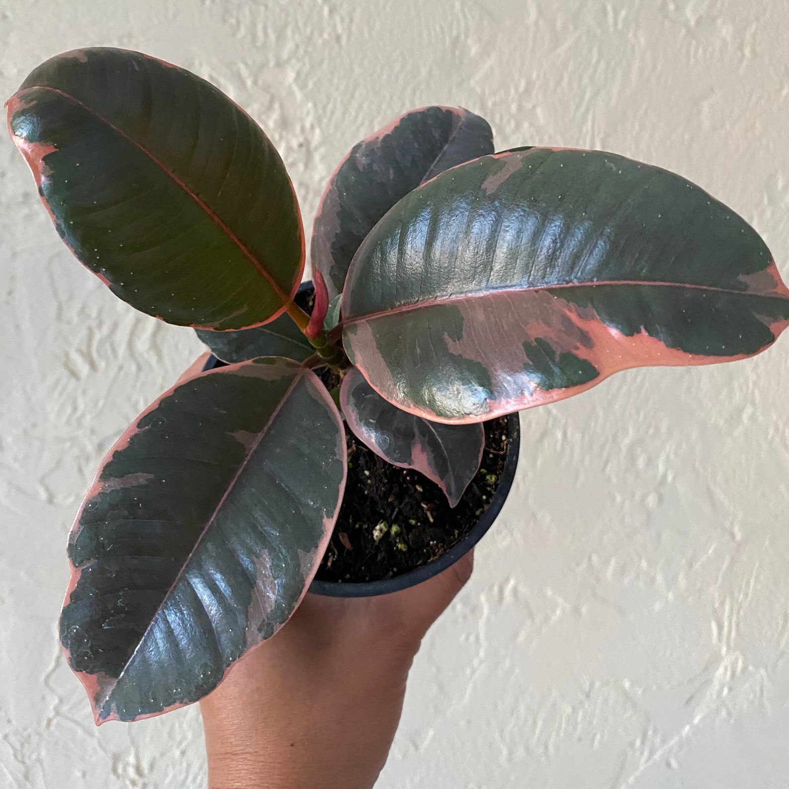 Ficus Elastica Ruby Variegated Rubber Tree Live Plant in | Etsy
