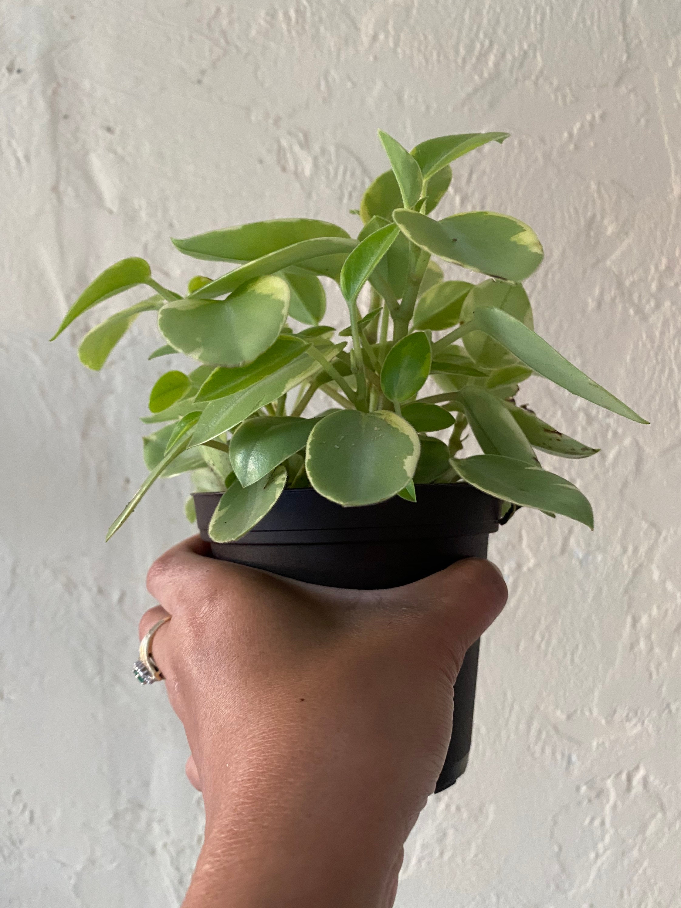 Variegated Teardrop Peperomia Beautiful Live Potted Plant & | Etsy