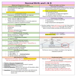 Normal Birth Labor and Delivery Study Notes 4 Pages - Etsy