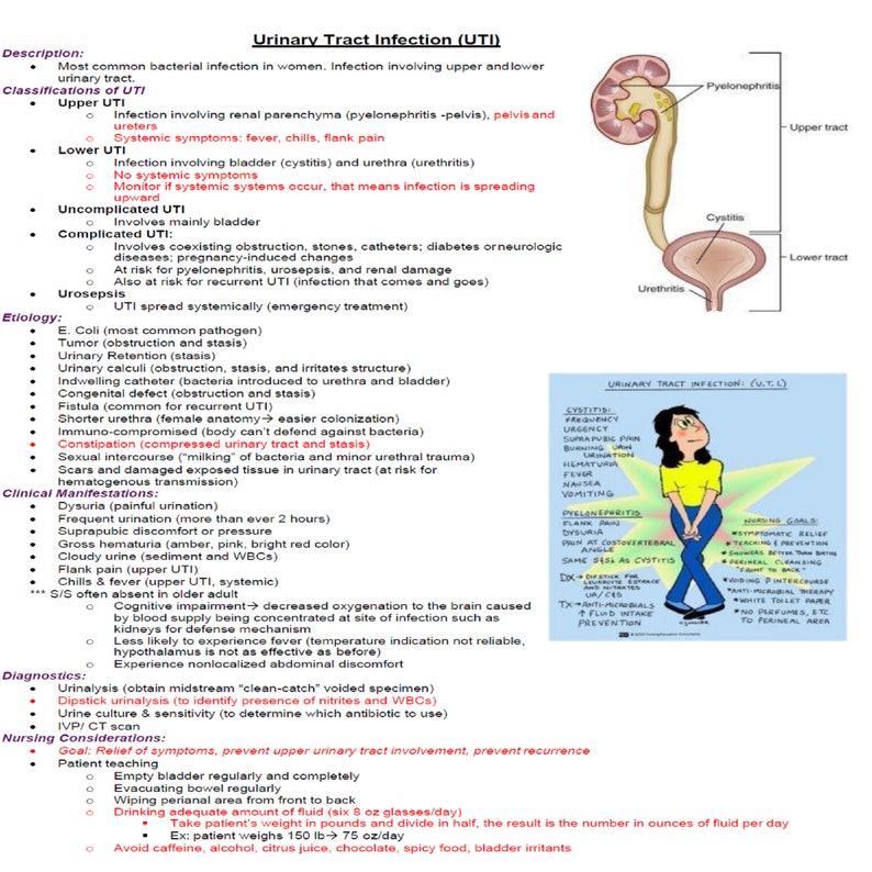 Urinary System Review Notes for Nurses 14 Pages - Etsy