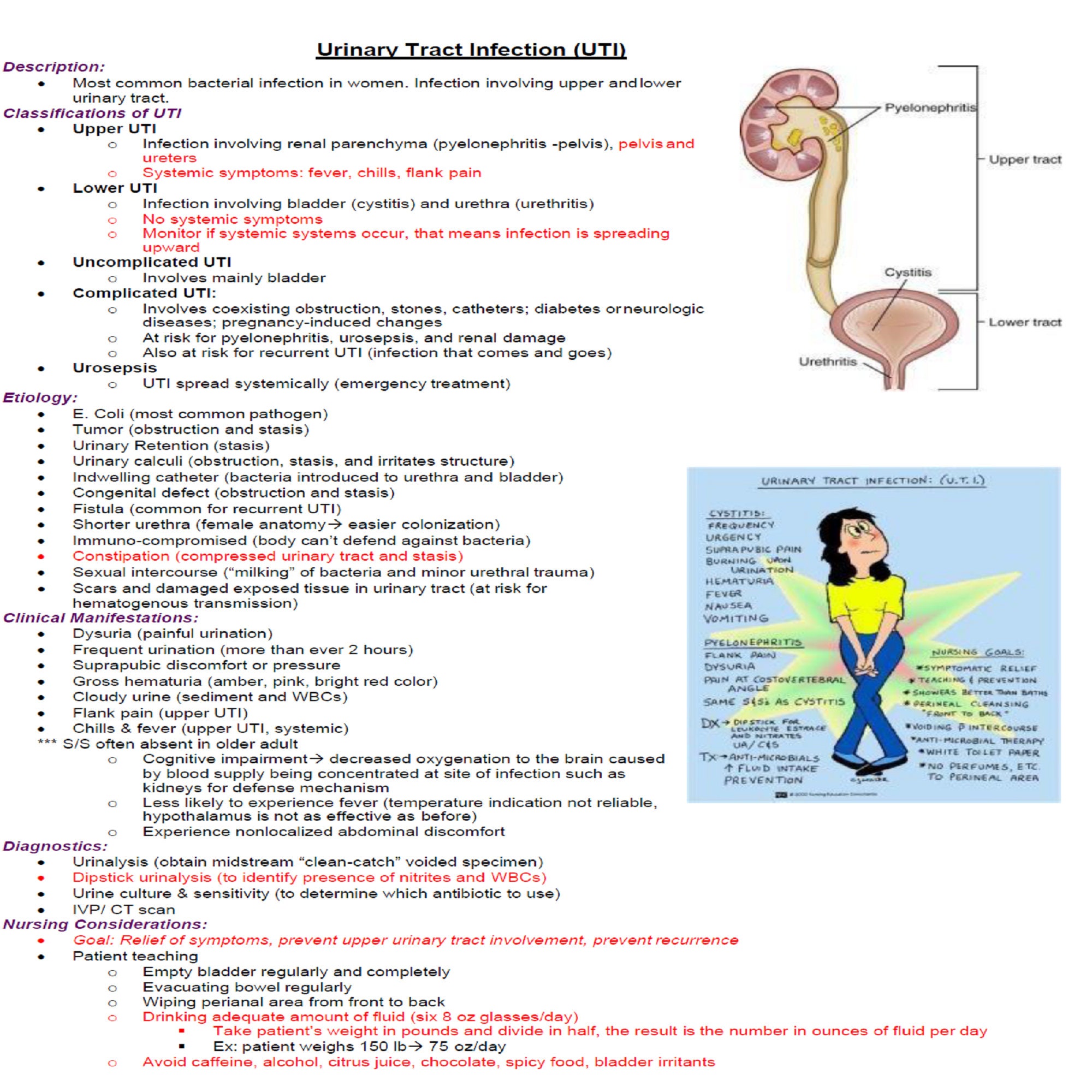 Urinary System Review Notes for Nurses 14 Pages - Etsy