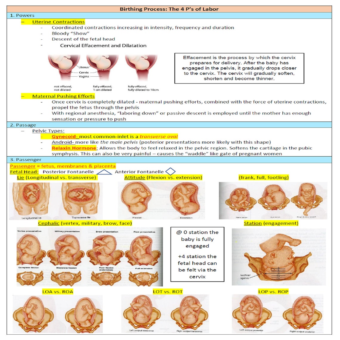 Normal Birth Labor and Delivery Study Notes 4 Pages - Etsy