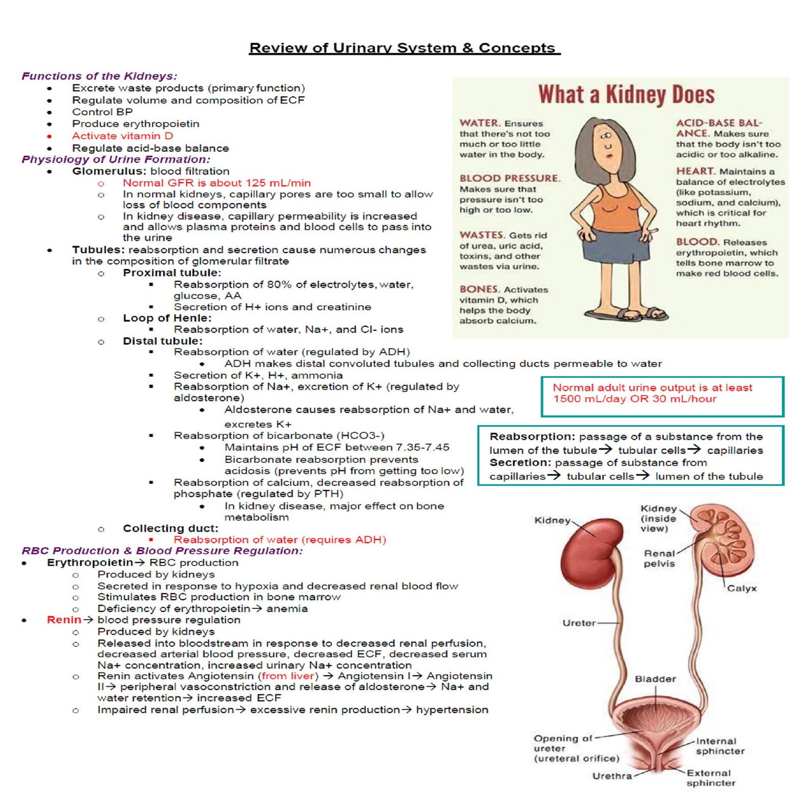 Urinary System Review Notes for Nurses 14 Pages - Etsy
