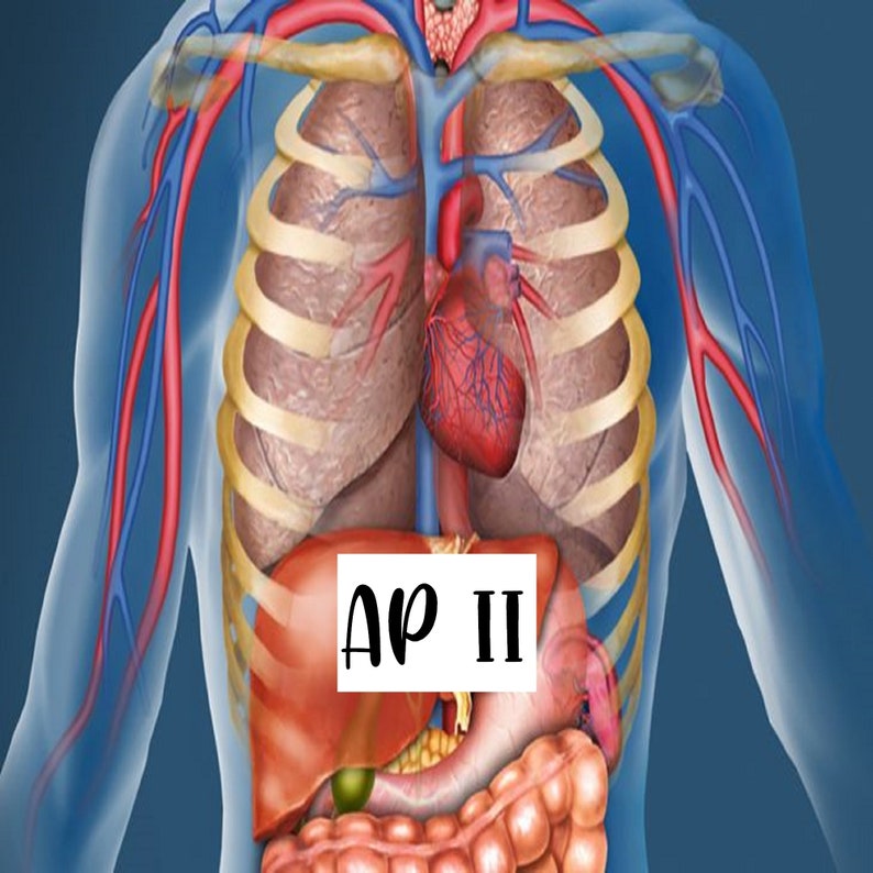 Anatomy Physiology II Lecture Notes 140 Pages Printable Etsy