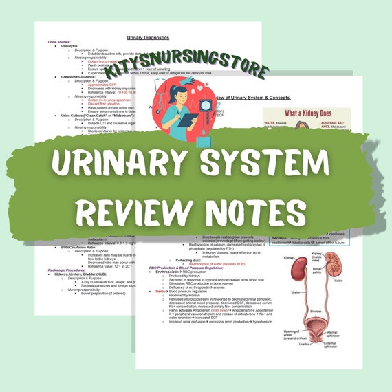 Urinary System Review Notes for Nurses 14 Pages - Etsy