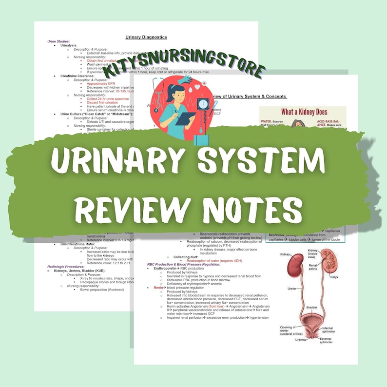 Urinary System Review Notes for Nurses 14 Pages - Etsy