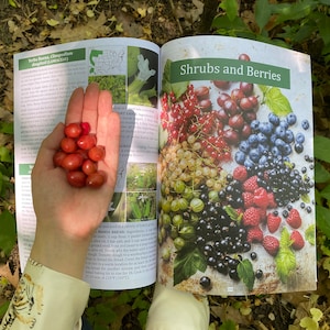 The Forager’s Guide to Wild Foods - Etsy